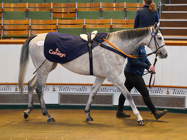 Turf Talk Newsletter – 05 December, 2024 – Turf Talk