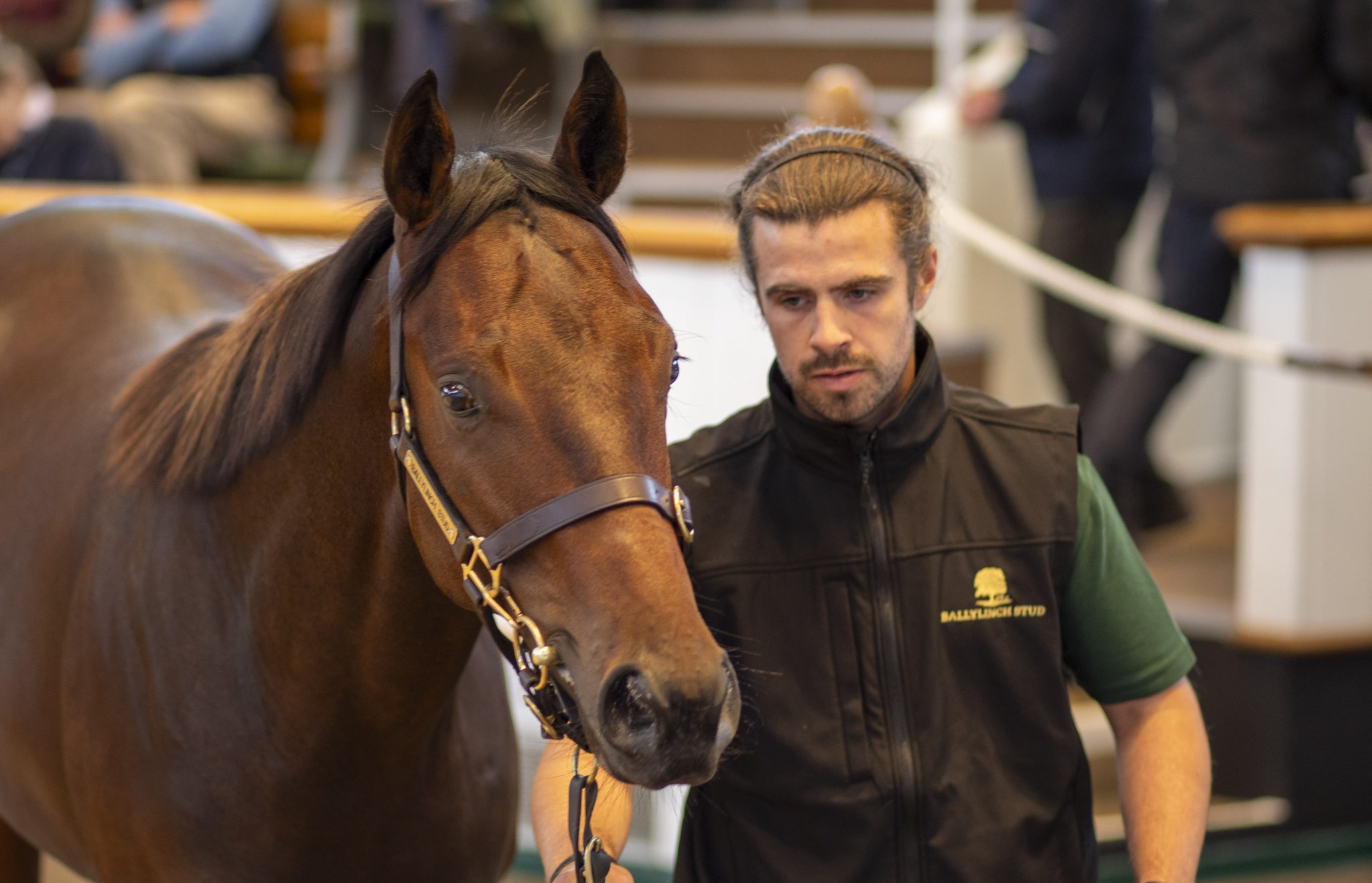 October Yearling Book 1 2025 - Tattersalls