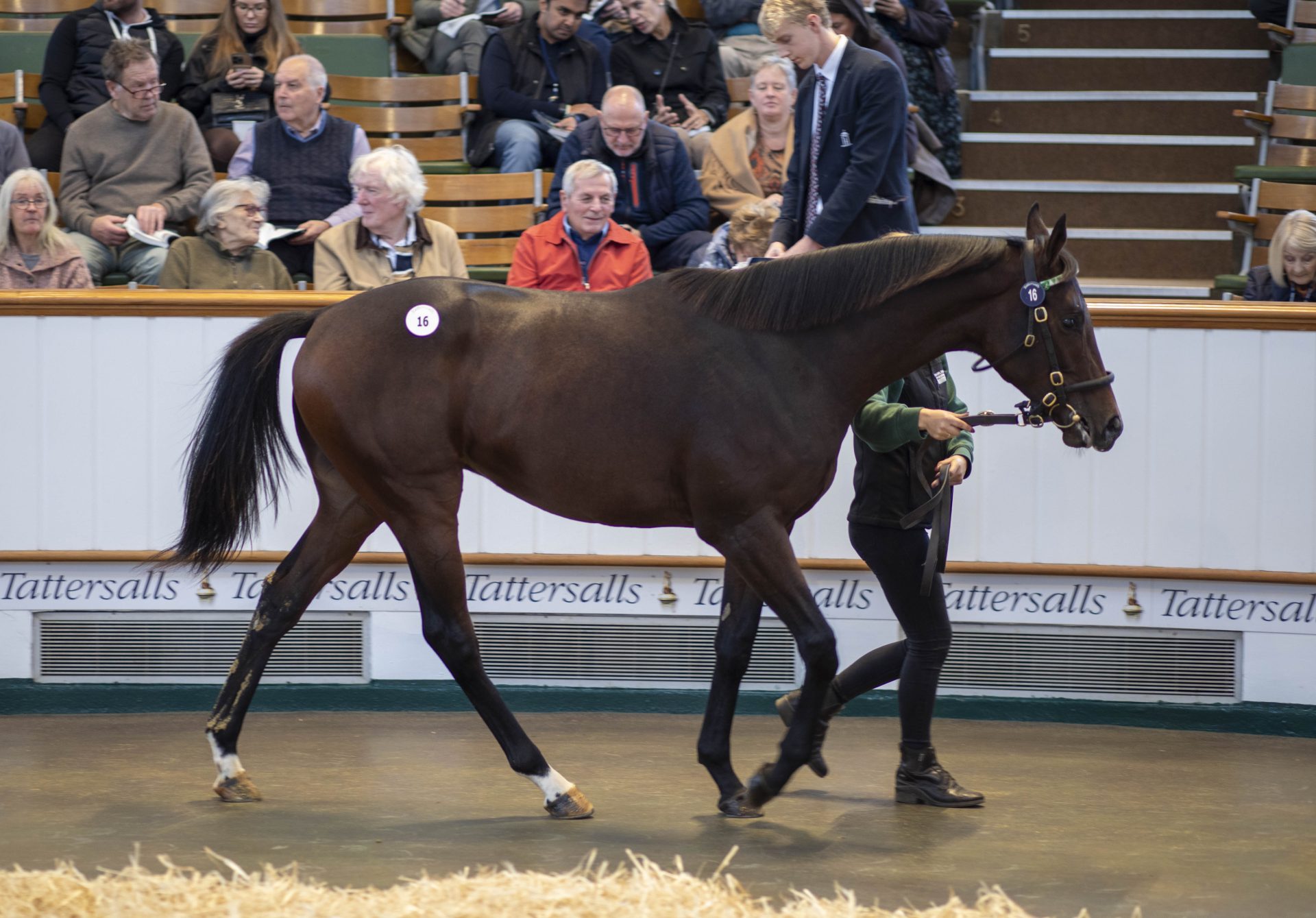 October Yearling Book 1 2025 - Tattersalls